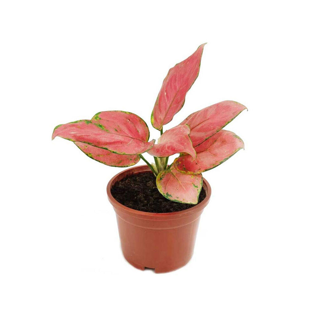 Aglaonema Pink - Buy Lady Valentine In Abu Dhabi, Dubai, UAE