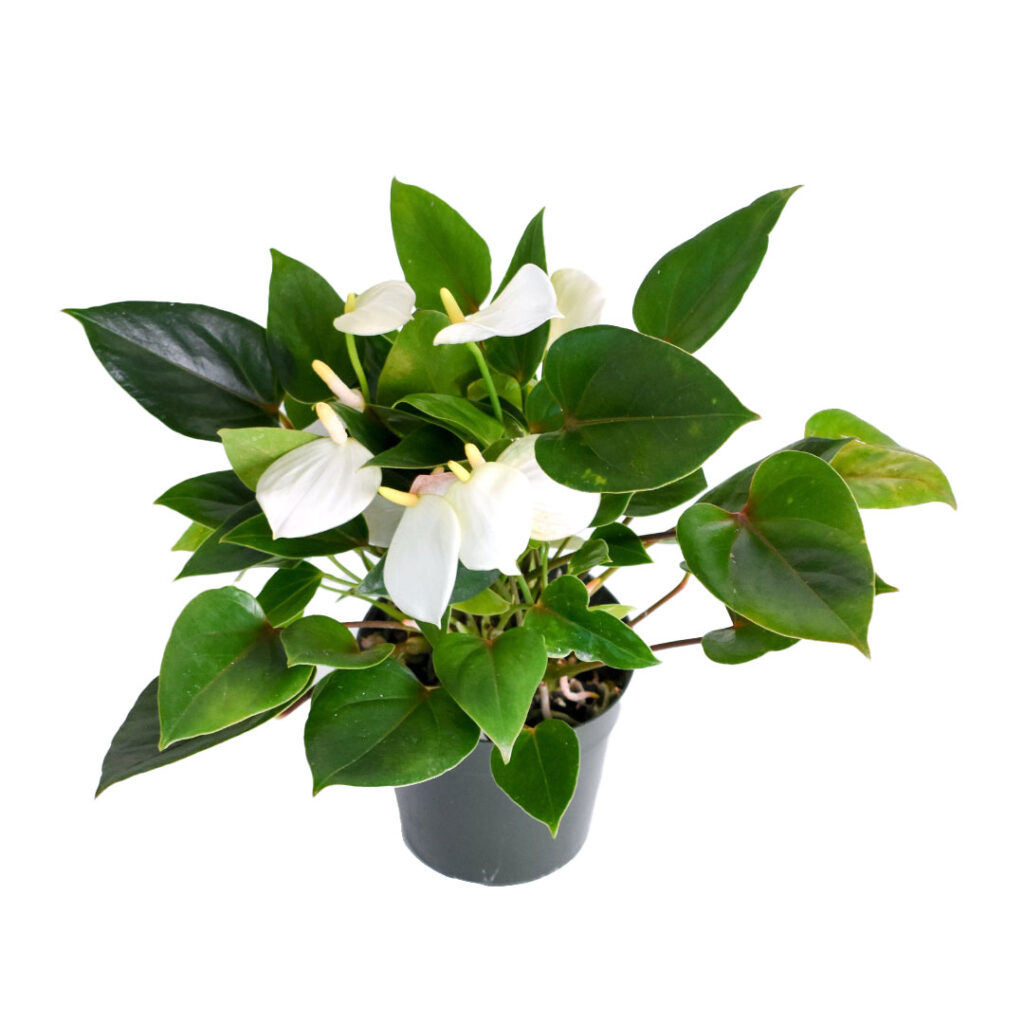 Anthurium White - My Green Leaf - Buy Indoor & Outdoor Plants online in Abu Dhabi, Dubai