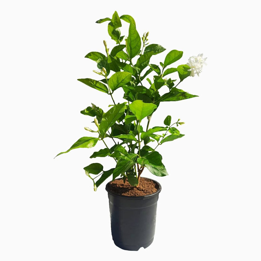 Arabian Jasmine - Best Outdoor Plants In Abu Dhabi, Dubai