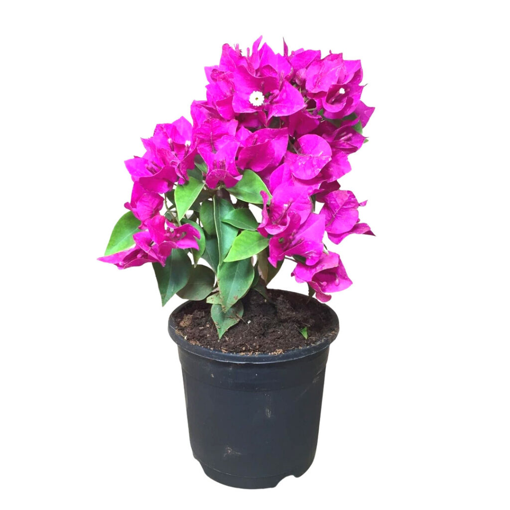 Bougainvillea Glabra - Climbing Outdoor Plants Abu Dhabi