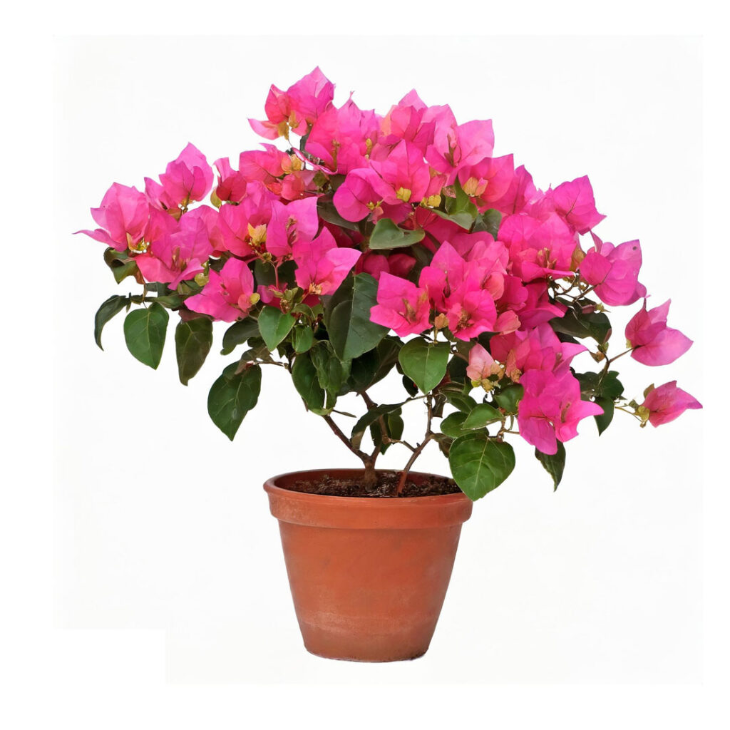 Bougainvillea Small - Paper Flower Plant - Abu Dhabi, Dubai, UAE