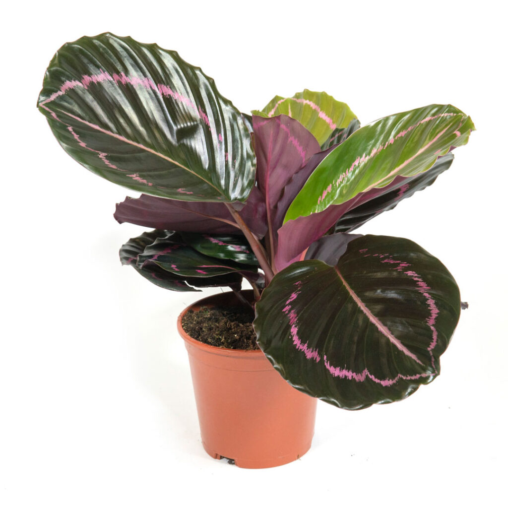 Calathea Roseopicta | Buy Plants Online In Abu Dhabi, Dubai