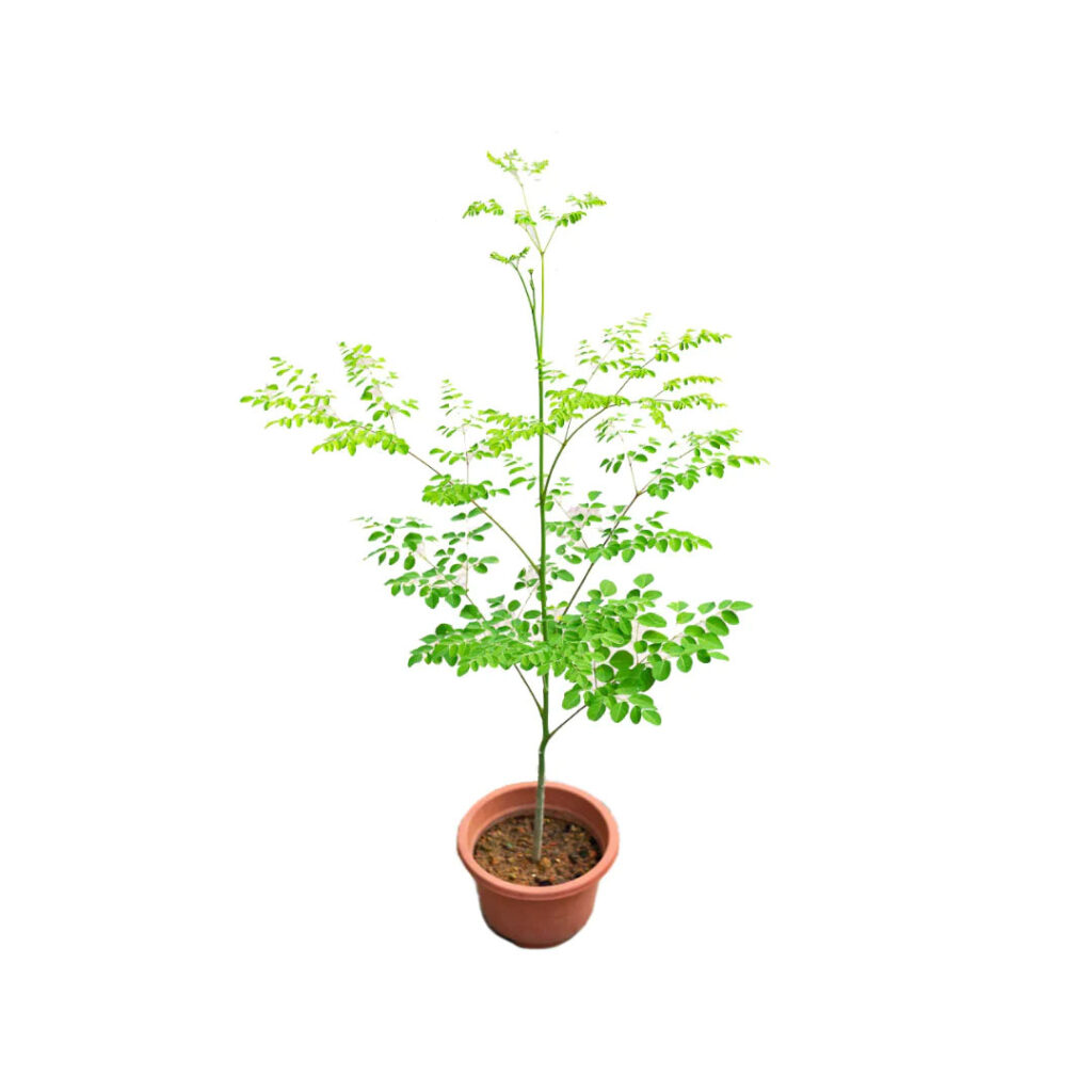 Moringa Tree - Live Drumstick Tree - Abu Dhabi, Dubai, UAE