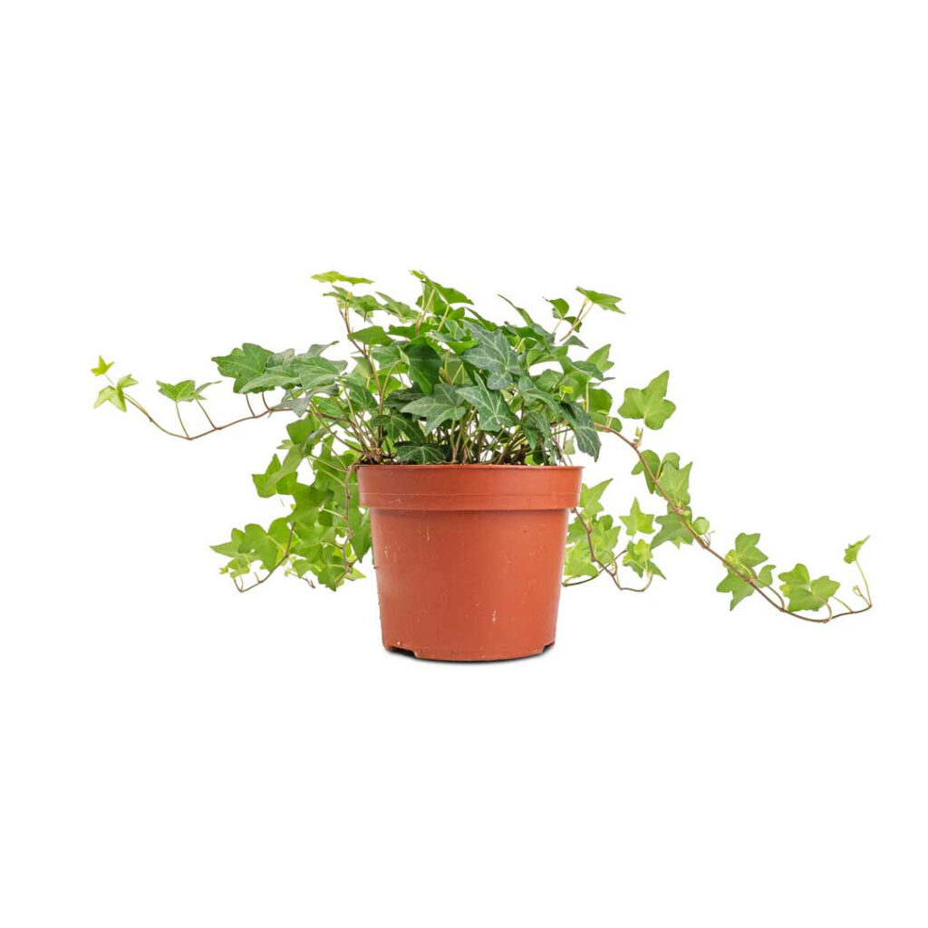 English Ivy | Buy Hedera Helix Online In Abu Dhabi, Dubai, UAE