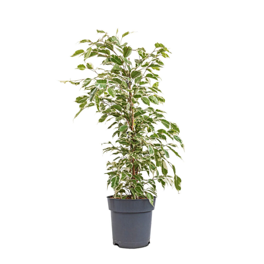 Ficus Benjamina Starlight | Buy Online In Dubai, Abu Dhabai