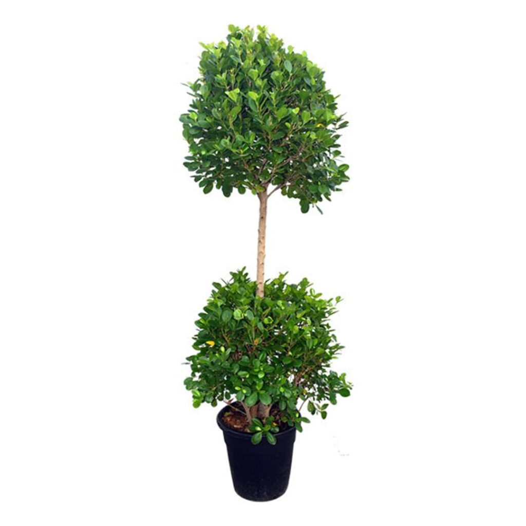 Buy Ficus Panda Plant Online In Abu Dhabi, Dubai, UAE