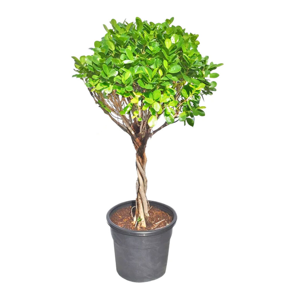 Buy Ficus Panda Twisted Trunk Plant In Abu Dhabi, Dubai, UAE