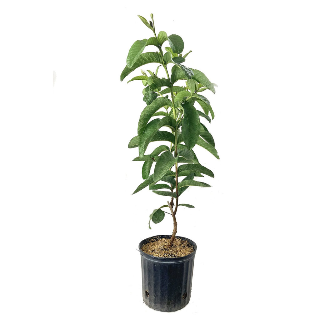 Buy Guava Tree (Psidium Guajava) Online In Abu Dhabi, UAE