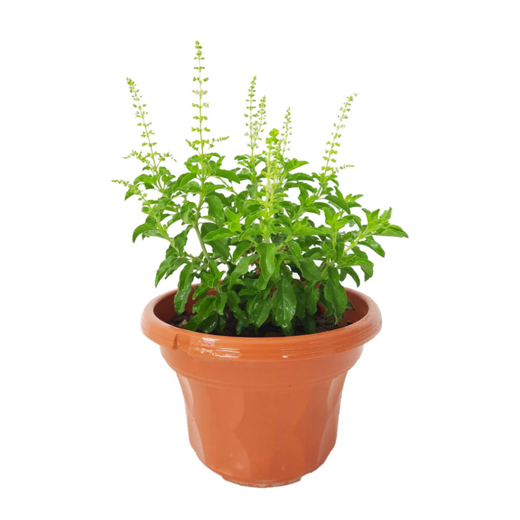 Holy Basil Tulsi - Rama Tulsi (Green Tulsi) - MyGreenLeaf - Buy Indoor ...