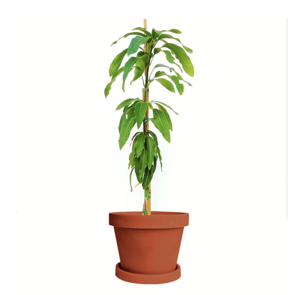Buy Mango Tree (Mangifera Indica) In Abu Dhabi, Dubai, UAE