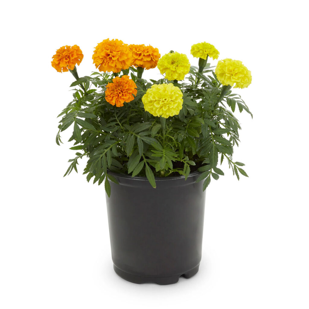 Buy Marigold (Tagetes) Flower Plant In Abu Dhabi, Dubai, UAE