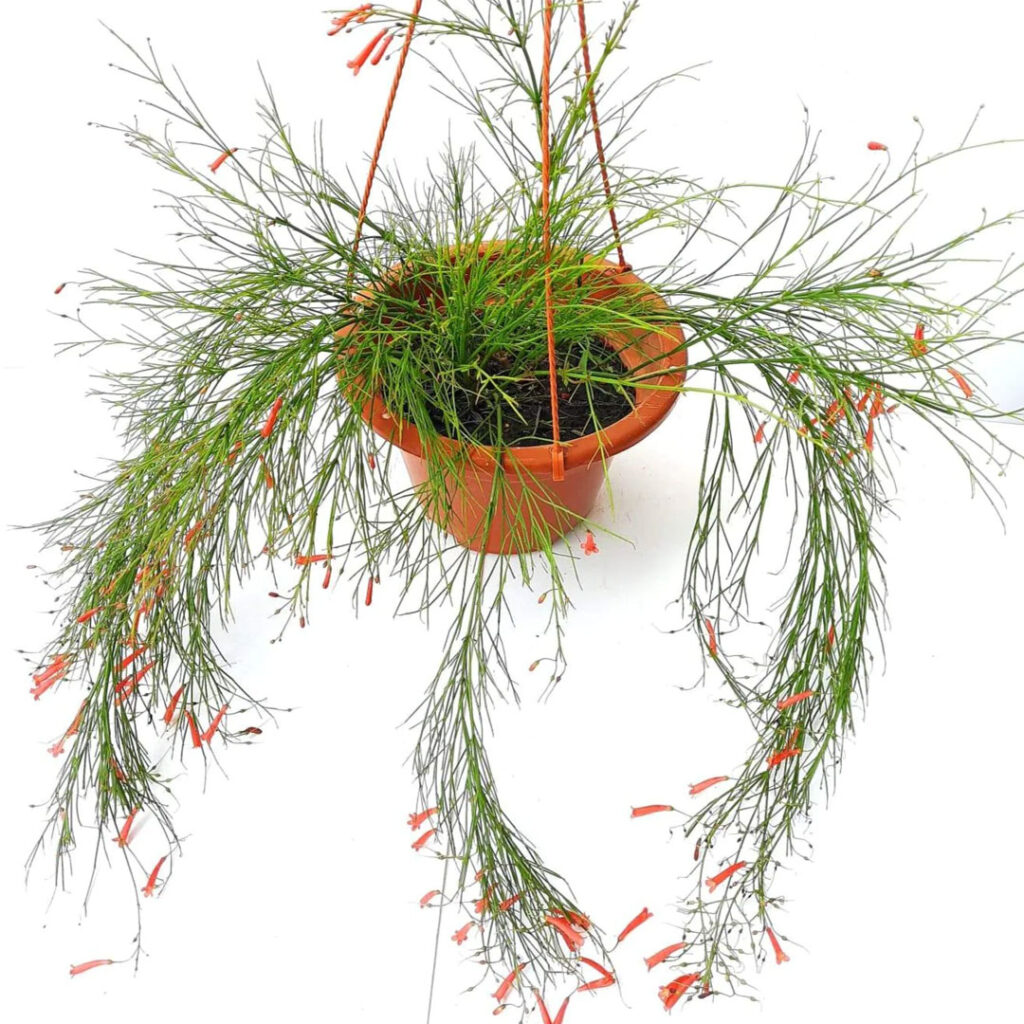Russelia Equisetiformis - Firecracker Plant - In Abu Dhabu, Dubai