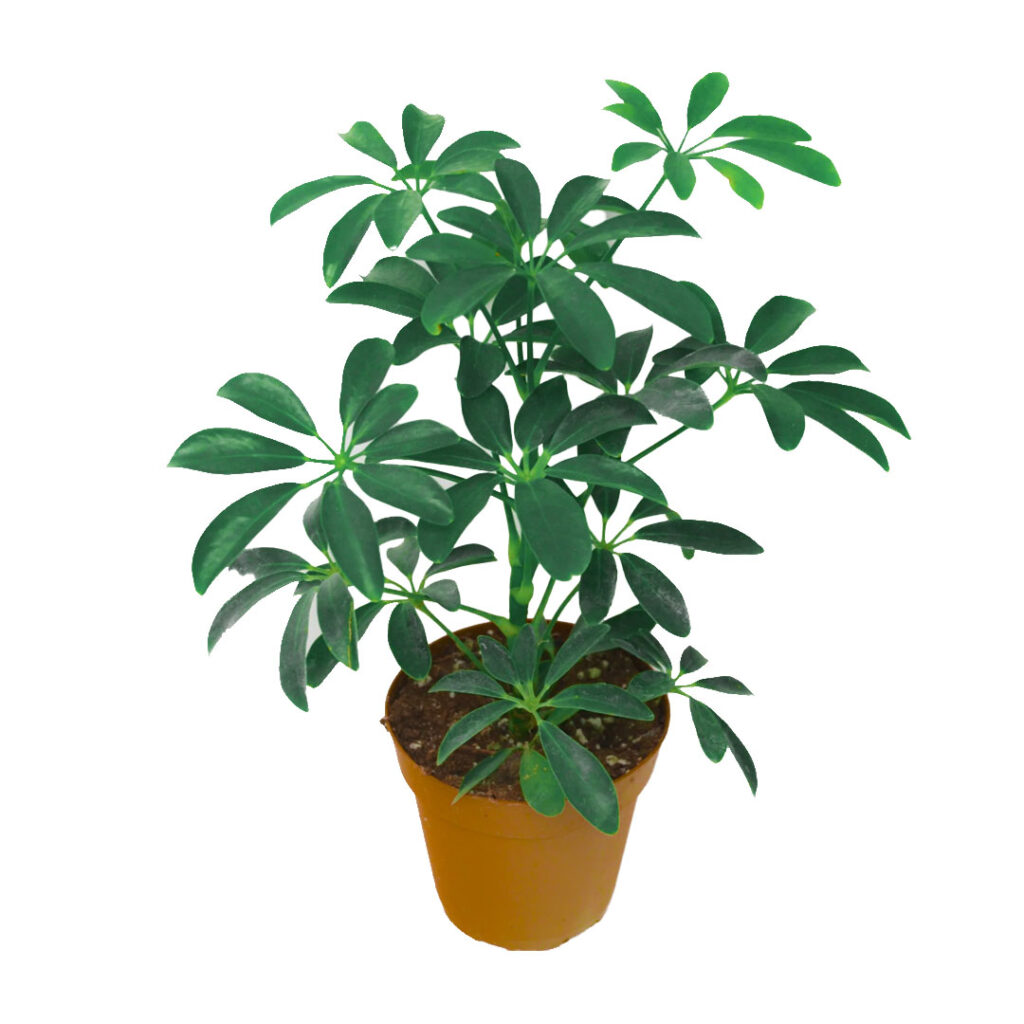 Schefflera Arboricola | Buy Umbrella Plant In Abu Dhabi, Dubai