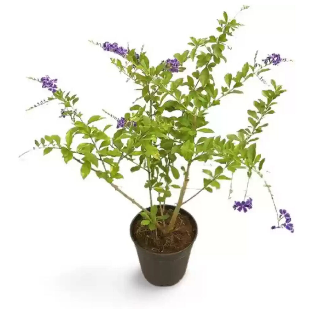 Duranta Erecta - Buy Sky Flower Plant In Abu Dhabi, Dubai, UAE