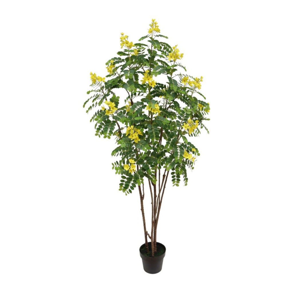 Buy Sunshine Tree | Best Outdoor Tree In Abu Dhabi, Dubai