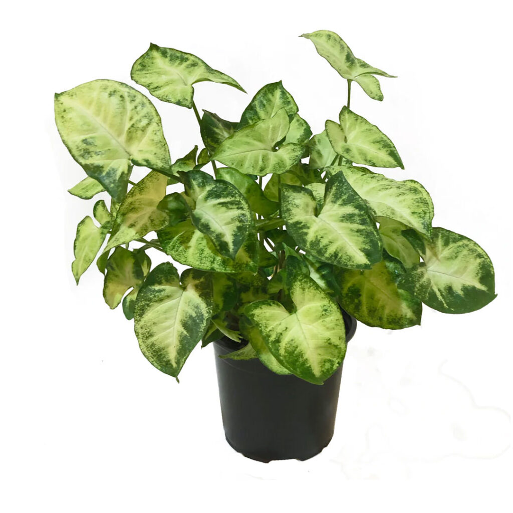 Syngonium Pixie | Buy Plants Online In Abu Dhabi, Dubai