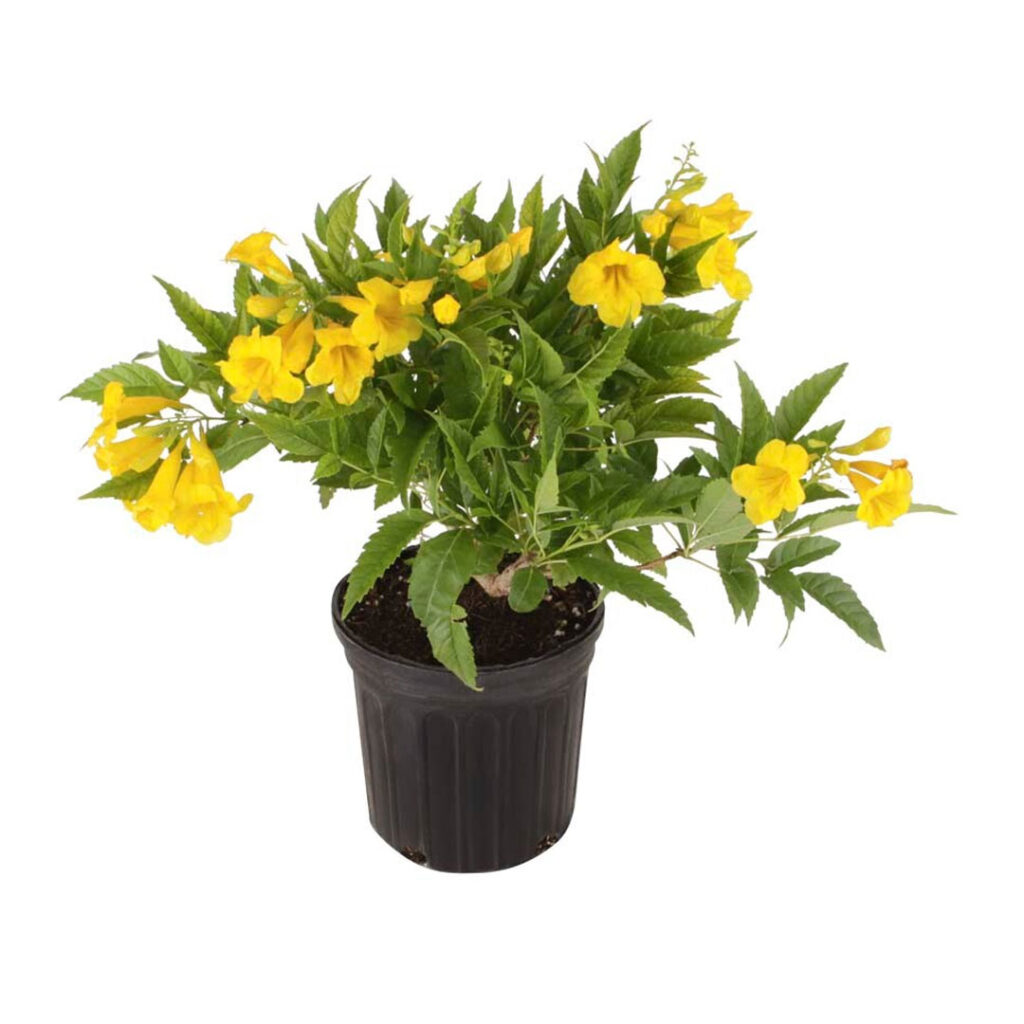 Yellow Bells Tecoma - MyGreenLeaf - Buy Indoor & Outdoor Plants online ...