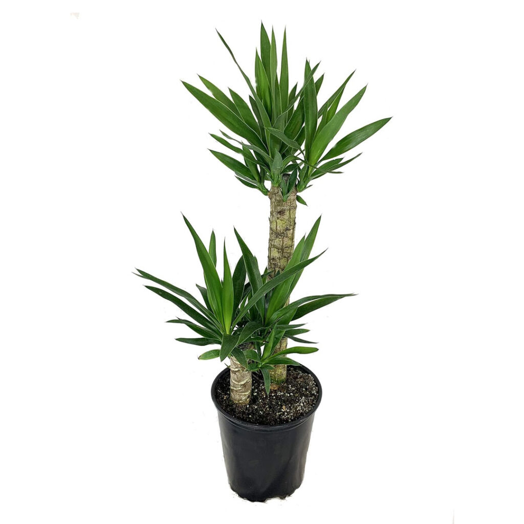 Yucca Tree - My Green Leaf - Buy Indoor & Outdoor Plants online in Abu ...