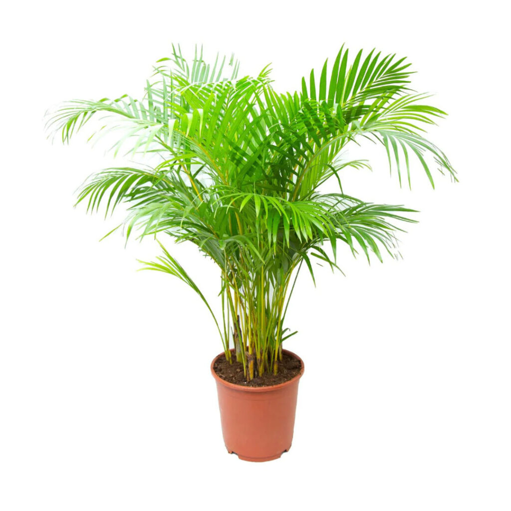 Areca Palm Plant Online | Natural Air Purifier