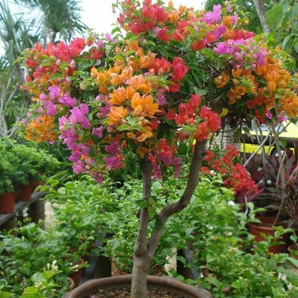 Bougainvillea Spectabilis (Multicolour) Plant In Abu Dhabi, Dubai
