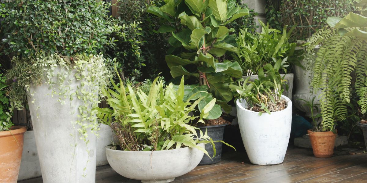 Best Outdoor Plants In Abu Dhabi, Dubai | My Green Leaf