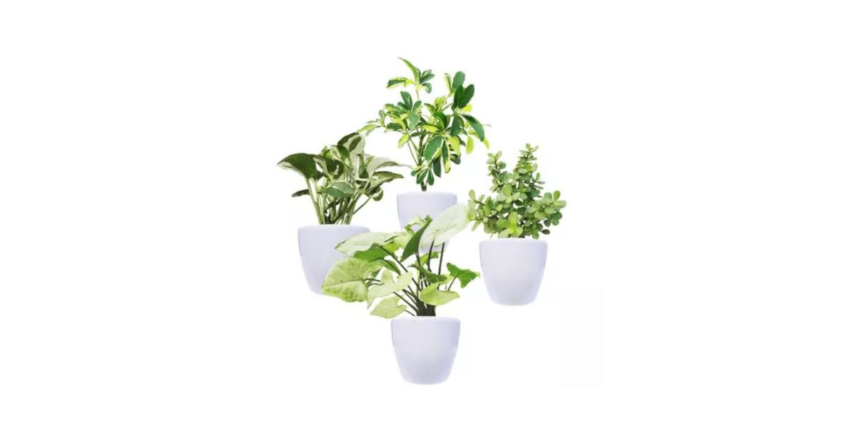 Plant Bundles | Buy Best Combo Plants In Abu Dhabi, Dubai