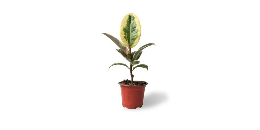 Different Types Of Rubber Tree Plants And Caring Tips